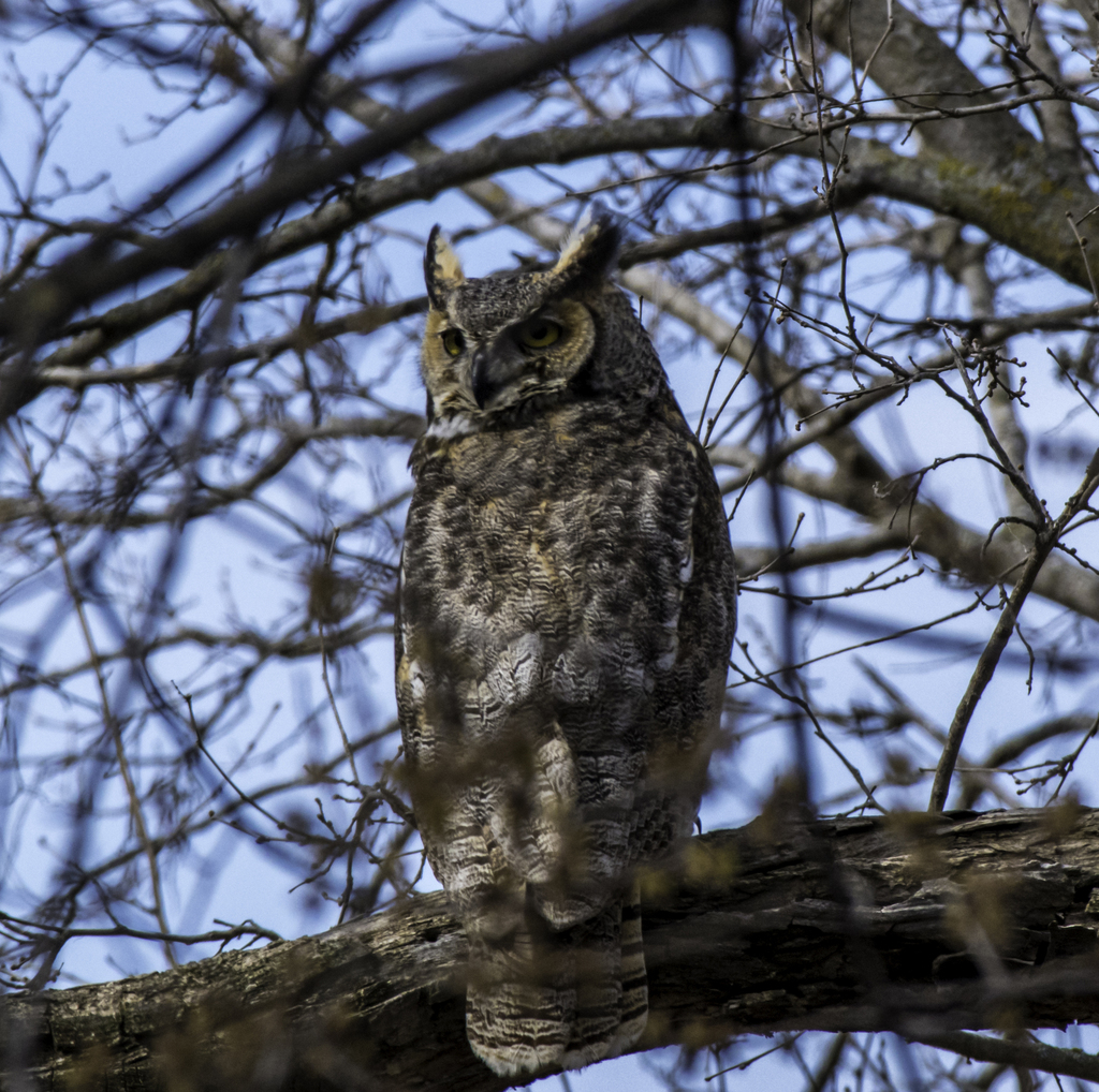 Great Horned Owl (Birds of the Preserve at Shaker Village) · iNaturalist