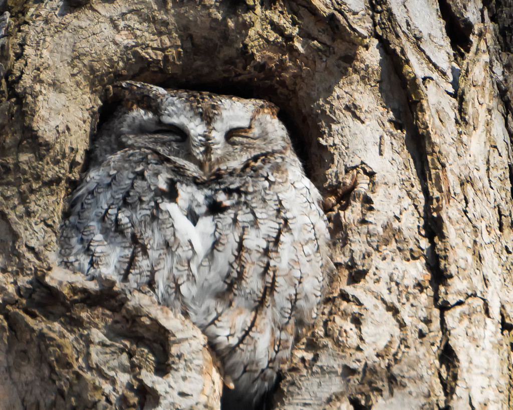 Eastern Screech-Owl (Birds of the Preserve at Shaker Village) · iNaturalist