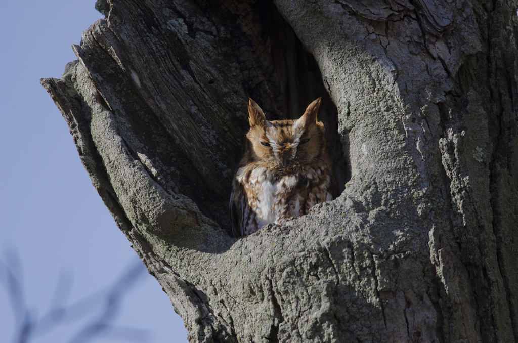 Eastern Screech-Owl (Birds of the Preserve at Shaker Village ...