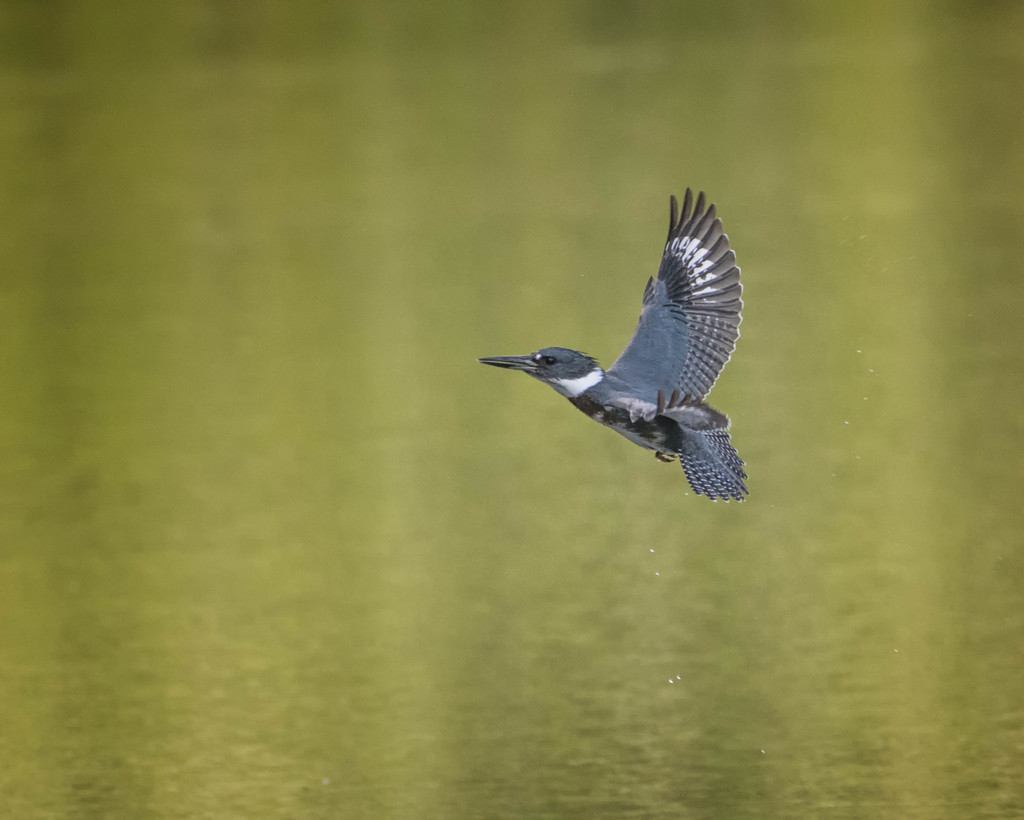 Belted Kingfisher (Birds of the Preserve at Shaker Village) · iNaturalist