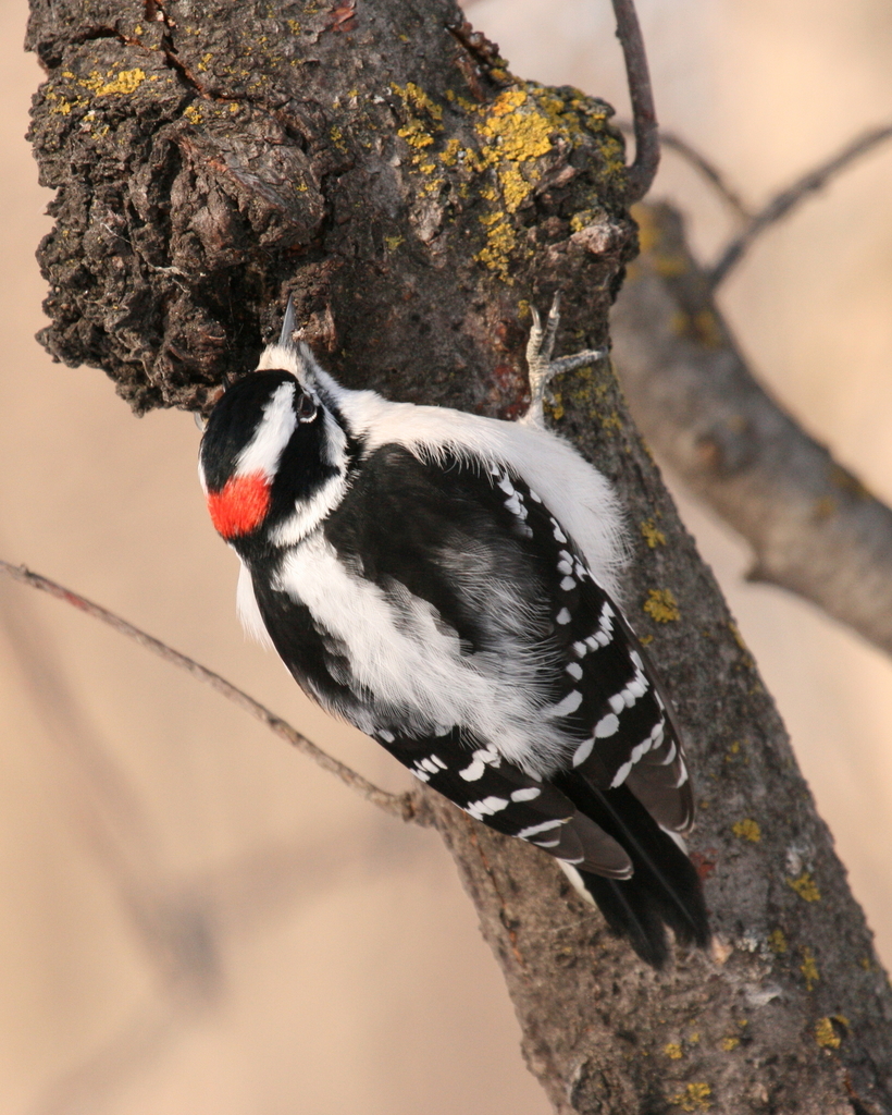 Downy Woodpecker (Birds of the Preserve at Shaker Village) · iNaturalist