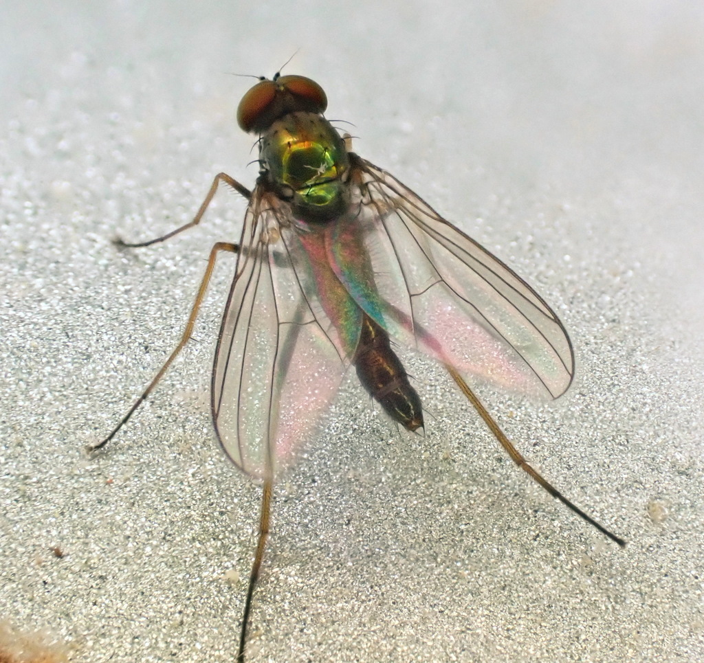 Long-legged Flies from Chesterfield County, VA, USA on May 03, 2021 at ...