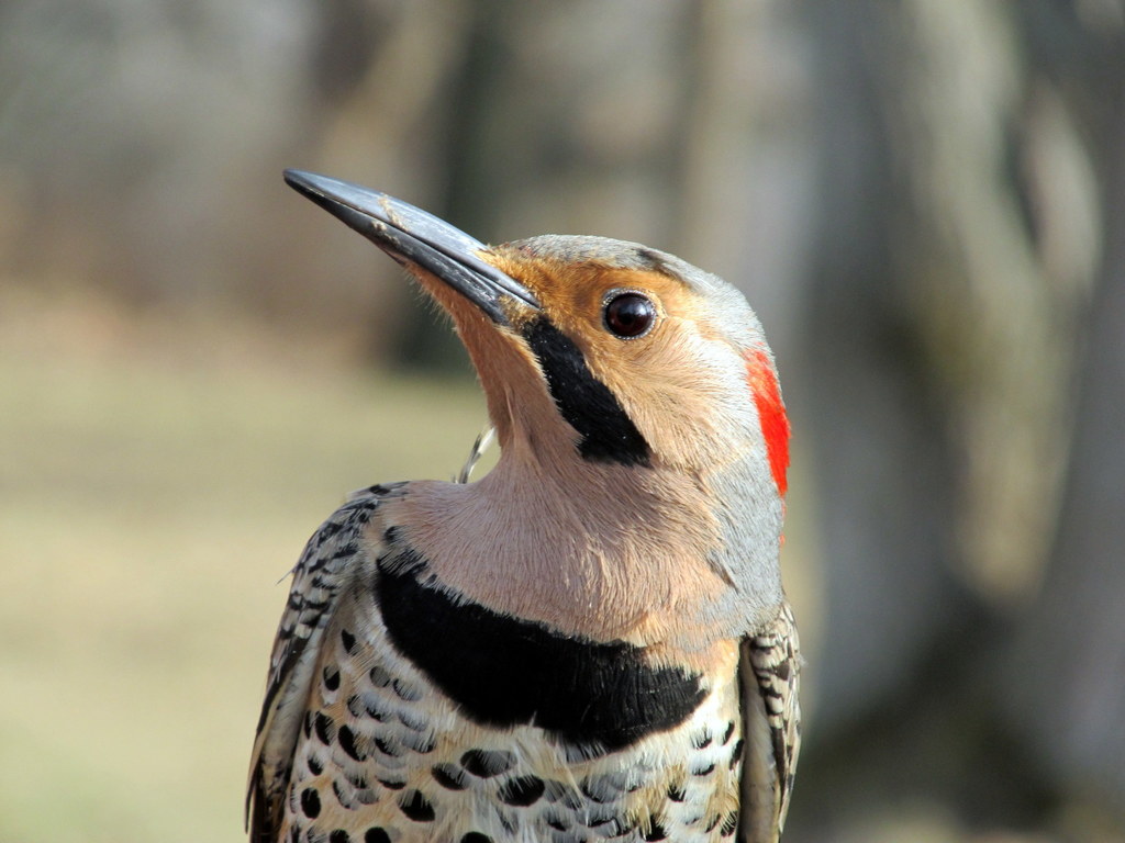 Northern Flicker (Birds of the Preserve at Shaker Village) · iNaturalist