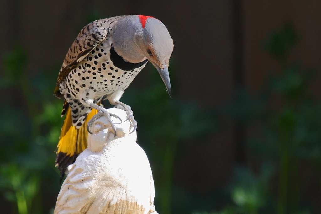 Northern Flicker (Birds of the Preserve at Shaker Village) · iNaturalist