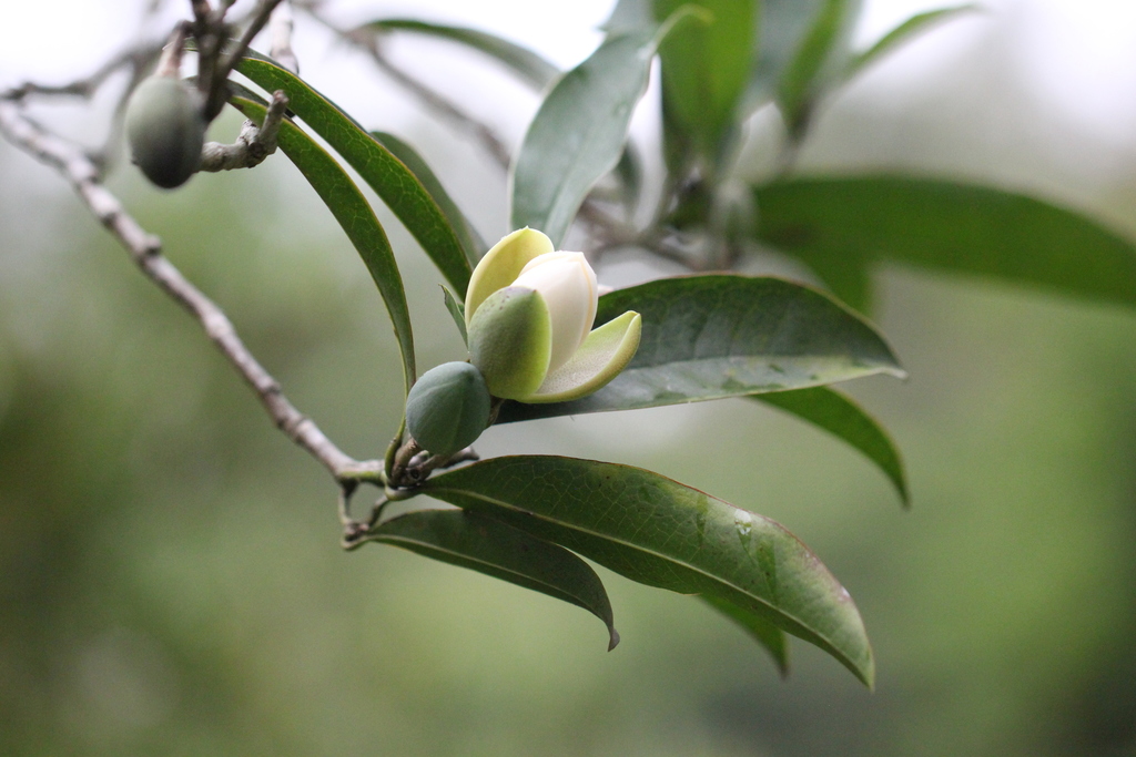 Hong Kong Magnolia (Magnolia championii) - Botanical Realm