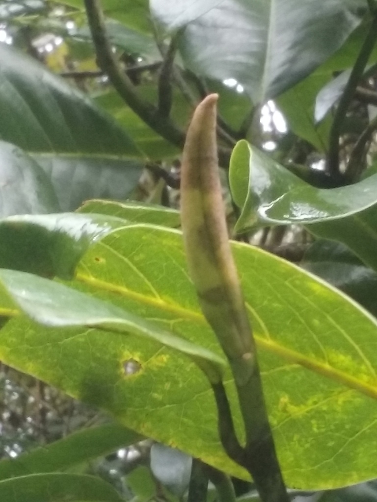 Magnolia rzedowskiana in October 2017 by rpmundo · iNaturalist