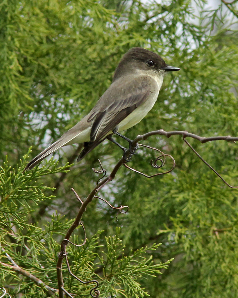 Eastern Phoebe (Birds of the Preserve at Shaker Village) · iNaturalist