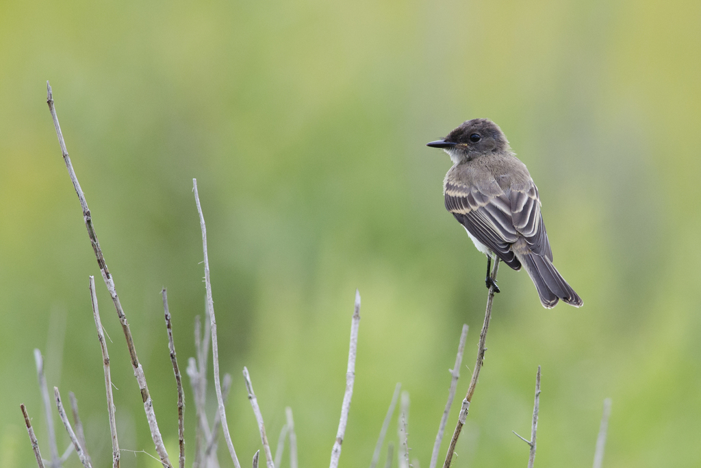 Eastern Phoebe (Birds of the Preserve at Shaker Village) · iNaturalist