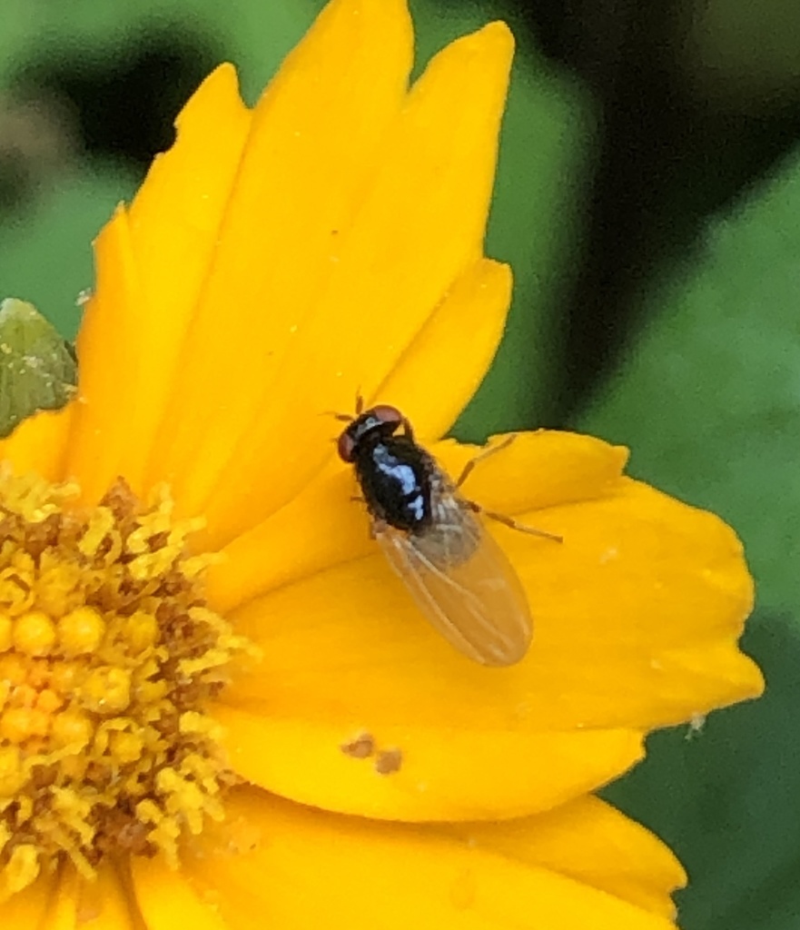 Acalyptrate Flies from Pacesferry Dr, Raleigh, NC, US on May 03, 2021 ...