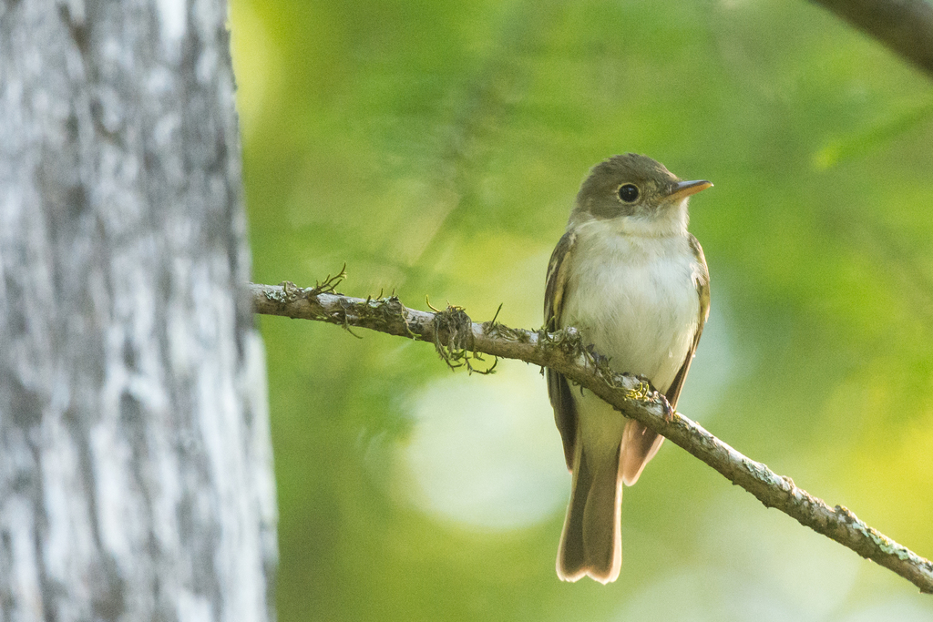 Acadian Flycatcher (Birds of the Preserve at Shaker Village) · iNaturalist
