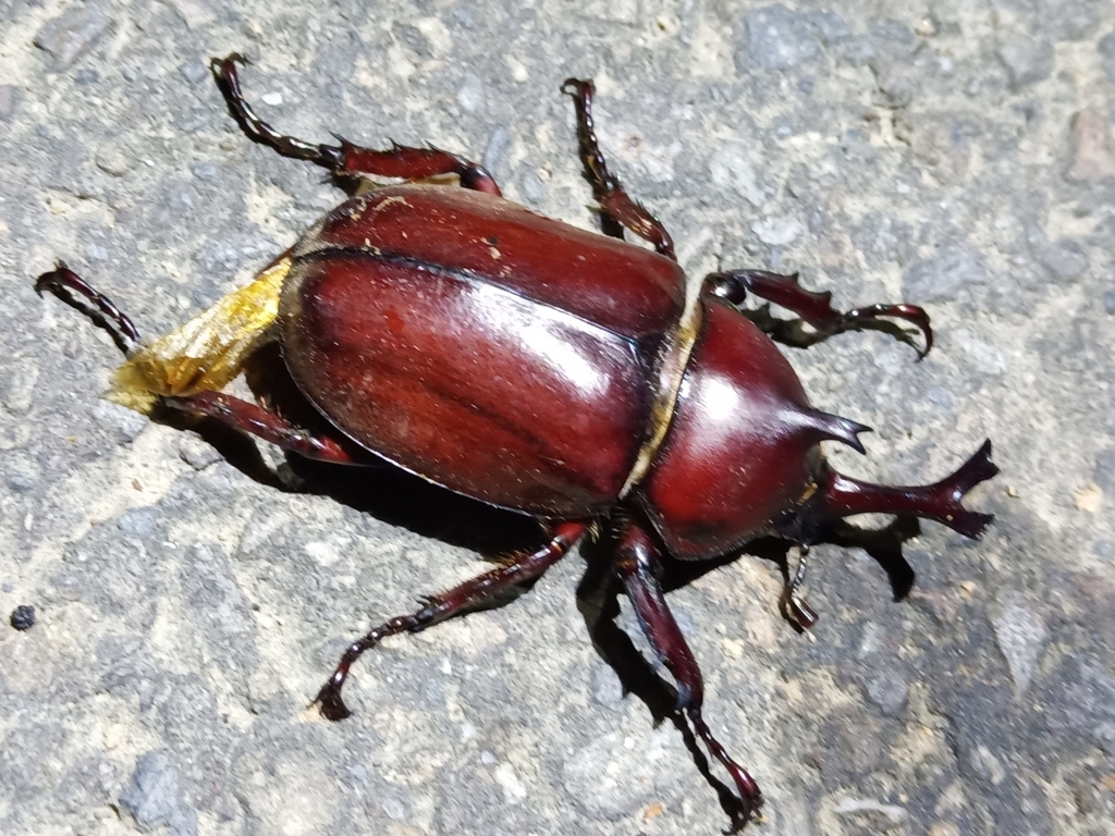 Trypoxylus dichotomus tsunobosonis from 646台灣雲林縣古坑鄉麻園村 on May 03, 2021 ...