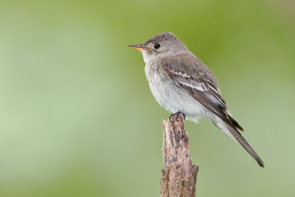 Eastern Wood-Pewee (Birds of the Preserve at Shaker Village) · iNaturalist