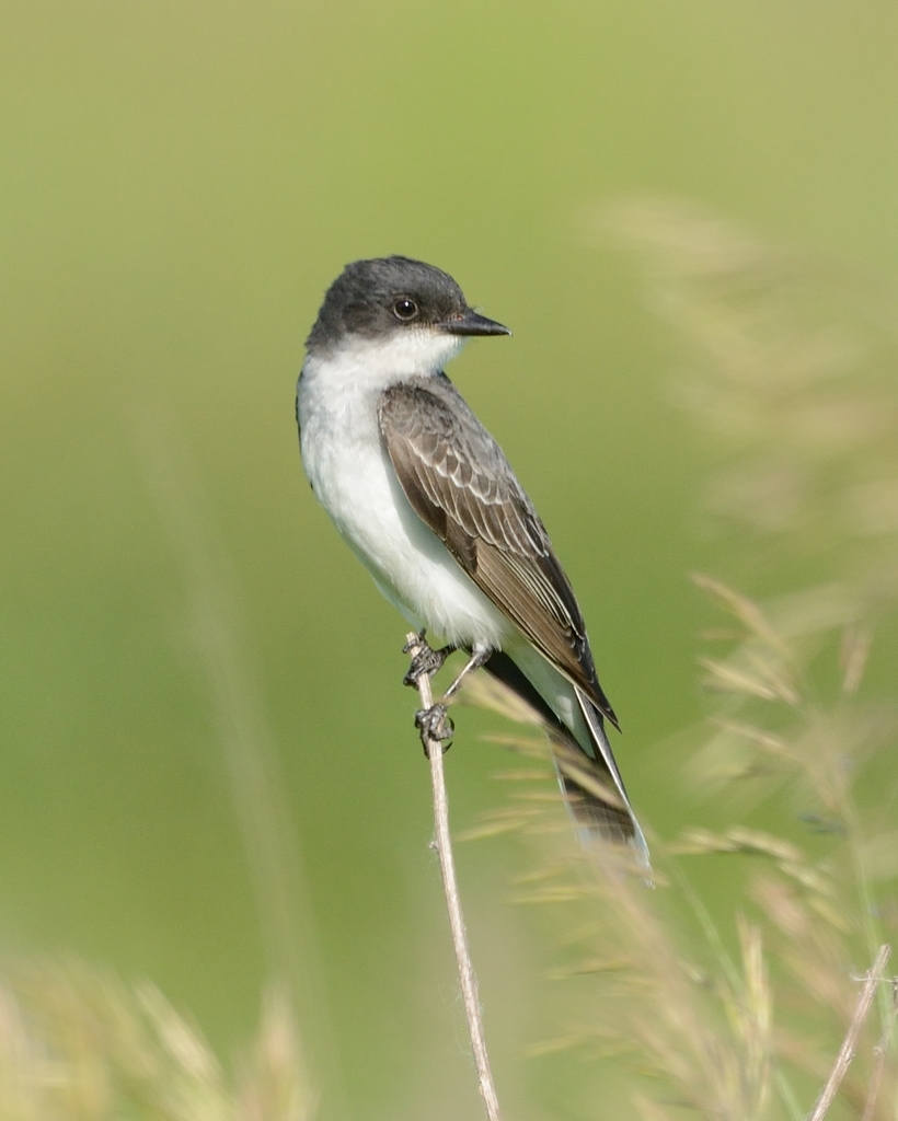 Eastern Kingbird (Birds of the Preserve at Shaker Village) · iNaturalist