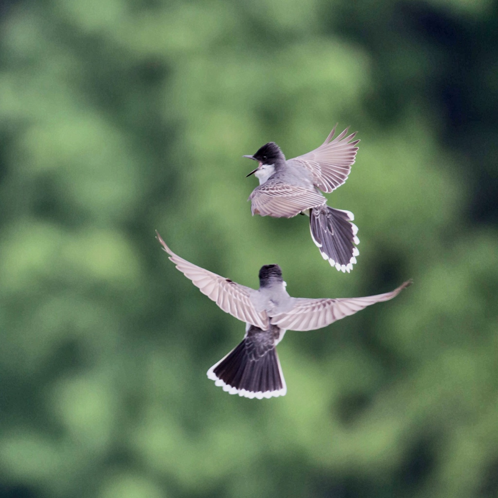 Eastern Kingbird (Birds of the Preserve at Shaker Village) · iNaturalist
