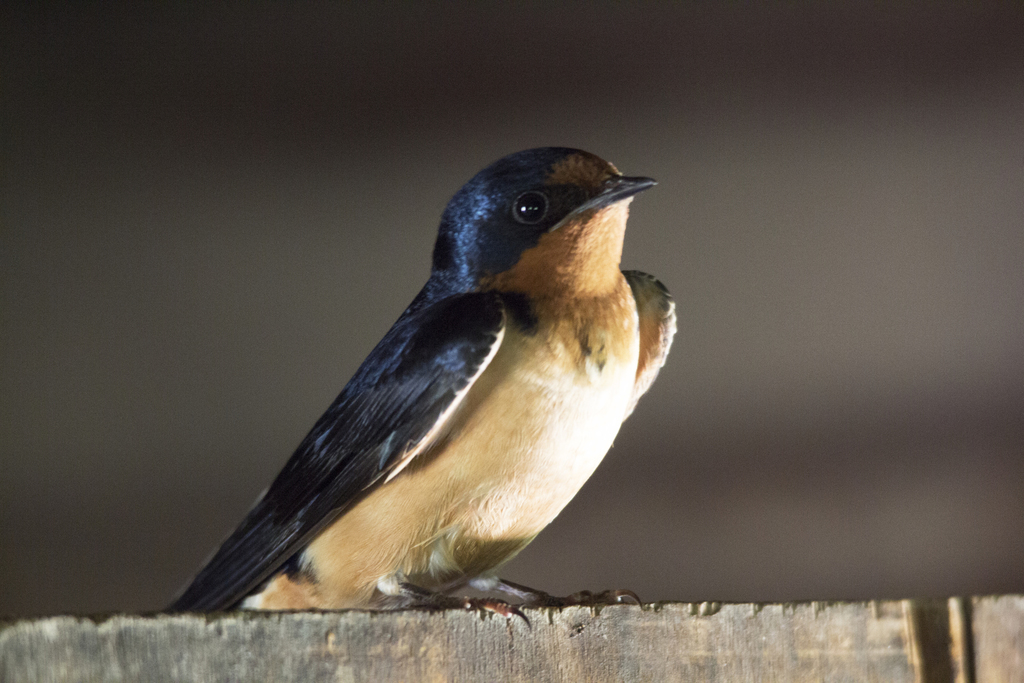 Barn Swallow (Birds of the Preserve at Shaker Village) · iNaturalist