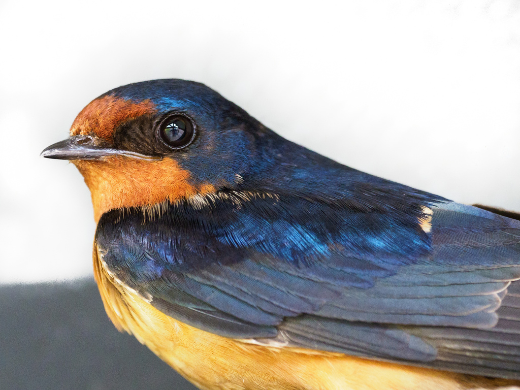 Barn Swallow (Birds of the Preserve at Shaker Village) · iNaturalist