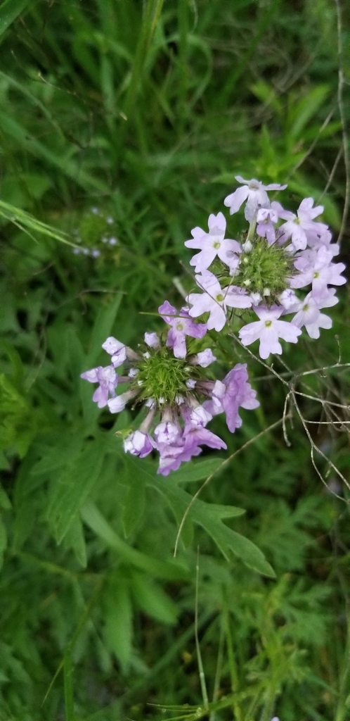 Dakota mock vervain from Midlothian, TX, USA on April 30, 2021 at 07:39 ...