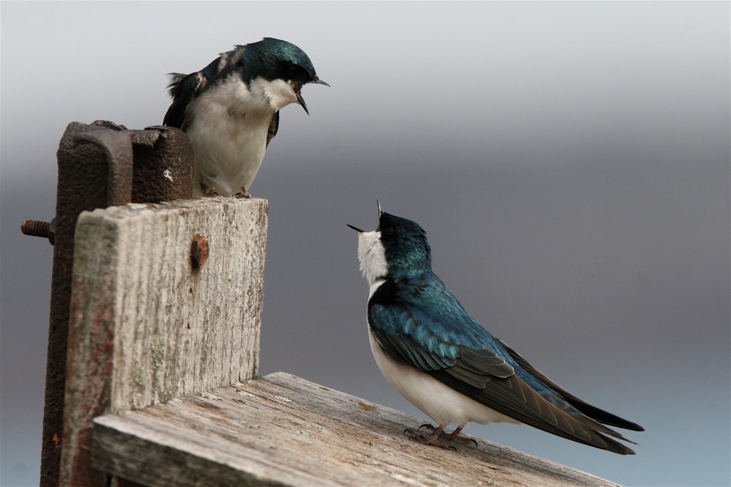Tree Swallow (Birds of the Preserve at Shaker Village) · iNaturalist