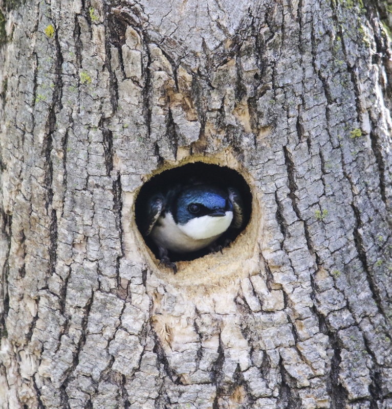 Tree Swallow (Birds of the Preserve at Shaker Village) · iNaturalist