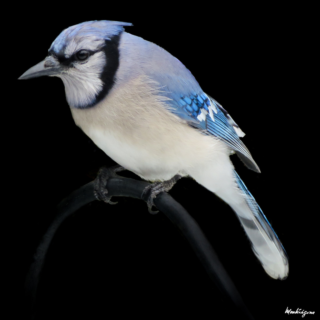 Blue Jay (Birds of the Preserve at Shaker Village) · iNaturalist