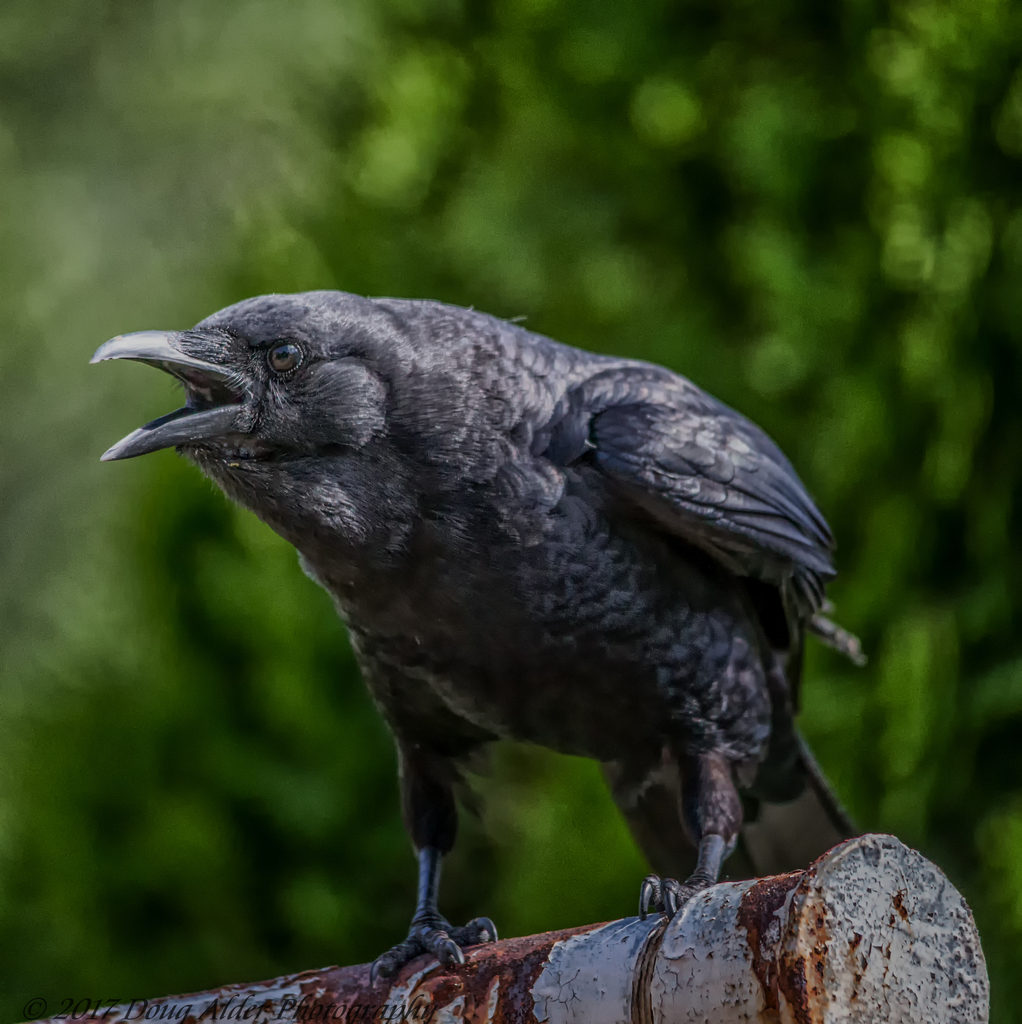 American Crow (Birds of the Preserve at Shaker Village) · iNaturalist ...