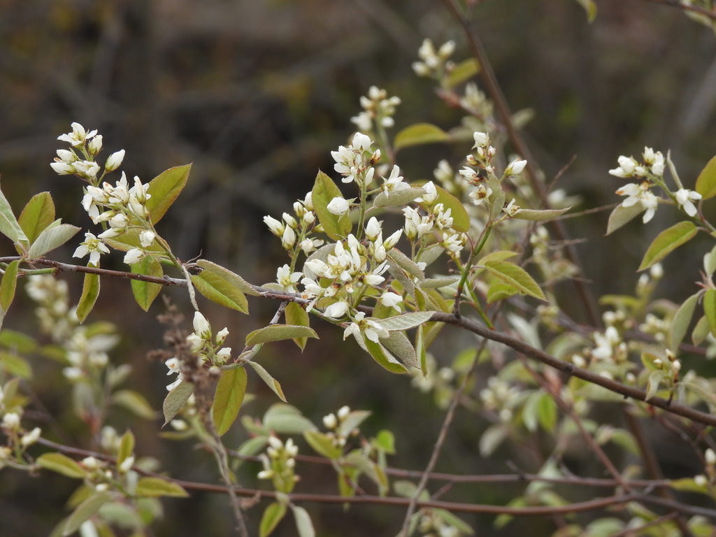Running Serviceberry from Chedoke Park A, Hamilton, ON, Canada on May ...