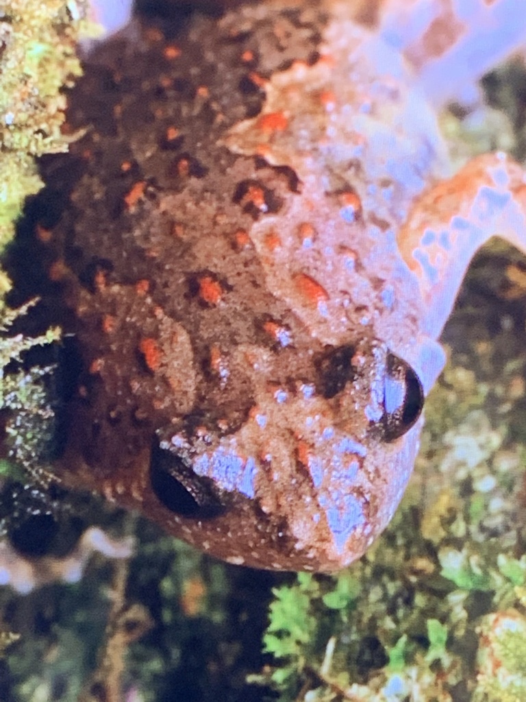 Tubercled Pygmy Frog from Sha Kok Mei Road, Sai Kung, New Territories ...