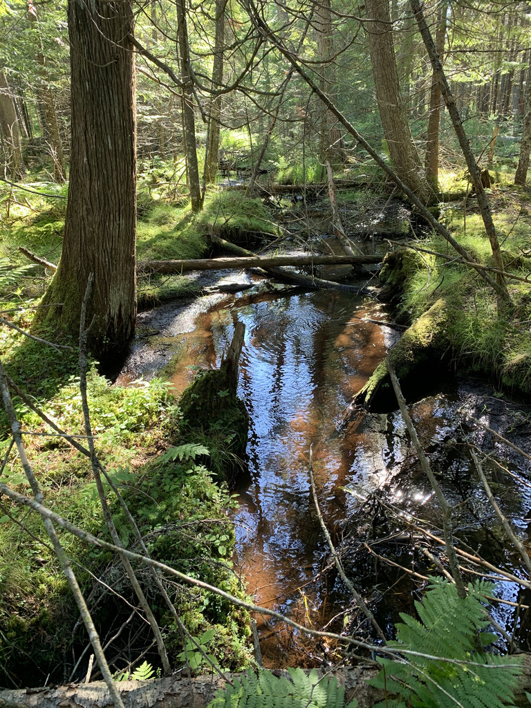northern whitecedar from Franklin County, NY, USA on June 26, 2020 at ...