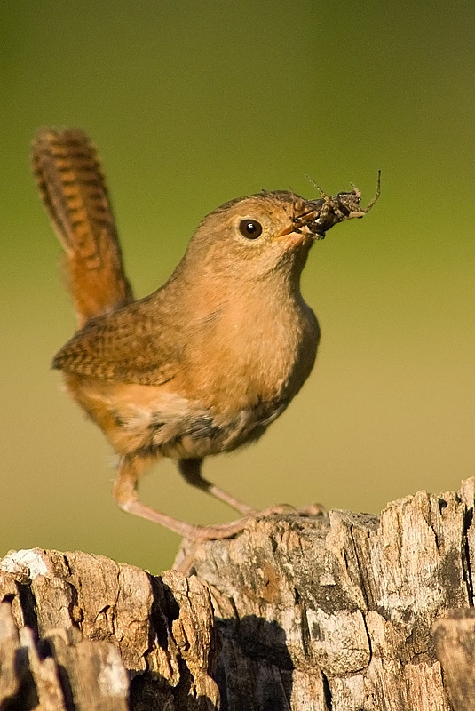 House Wren (Birds of the Preserve at Shaker Village) · iNaturalist