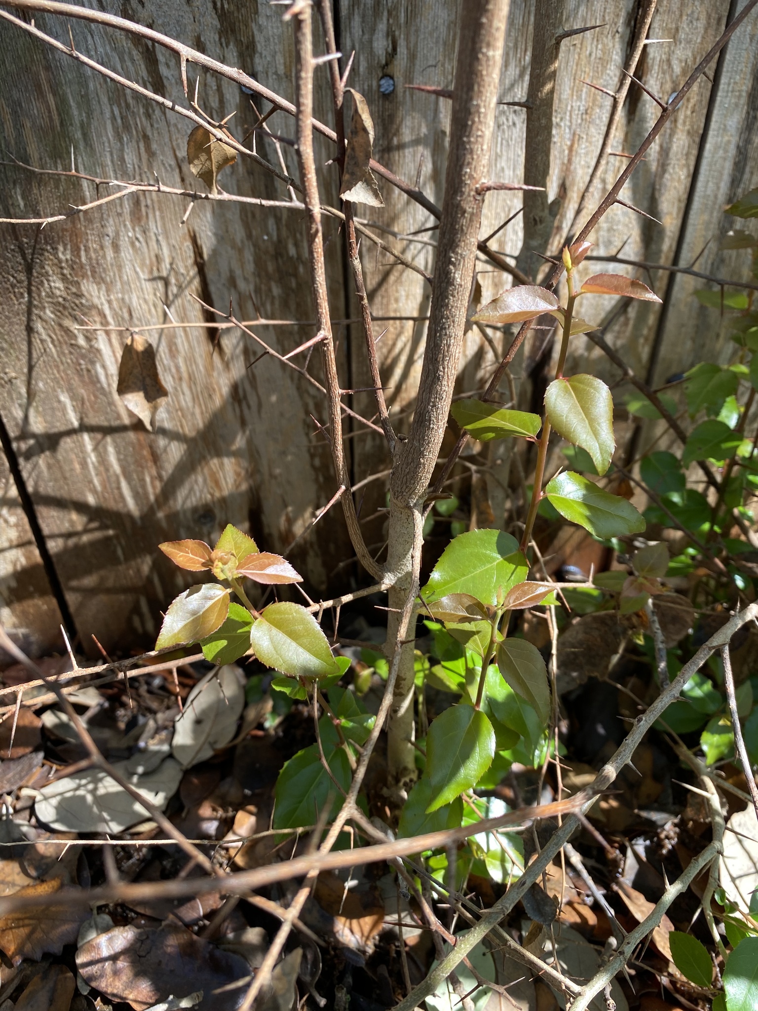 Xylosma congestum (Lour.) Merr.