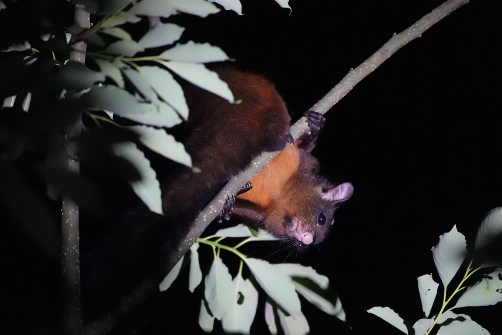 Taiwan Giant Flying Squirrel from 台灣台南市東山區崁頭山 on May 01, 2021 at 07:57 ...