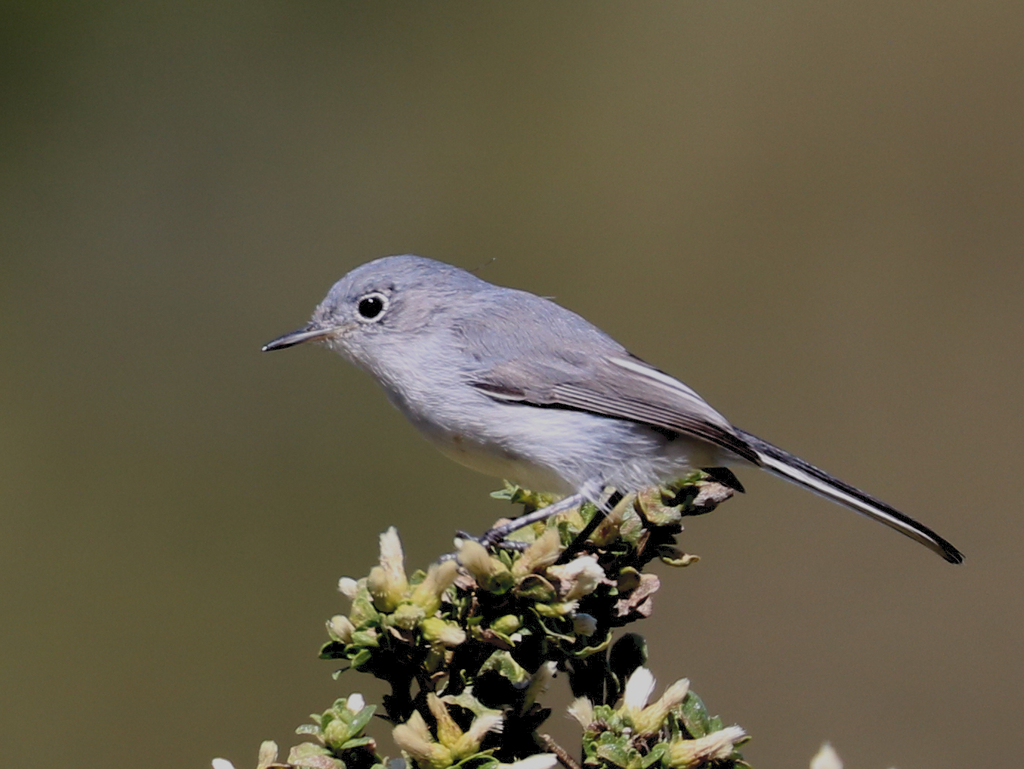 Blue-gray Gnatcatcher (Birds of the Preserve at Shaker Village ...