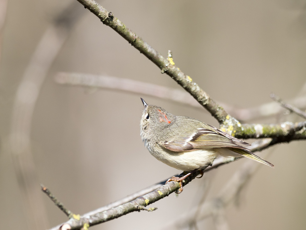 Ruby-crowned Kinglet (Birds of the Preserve at Shaker Village ...