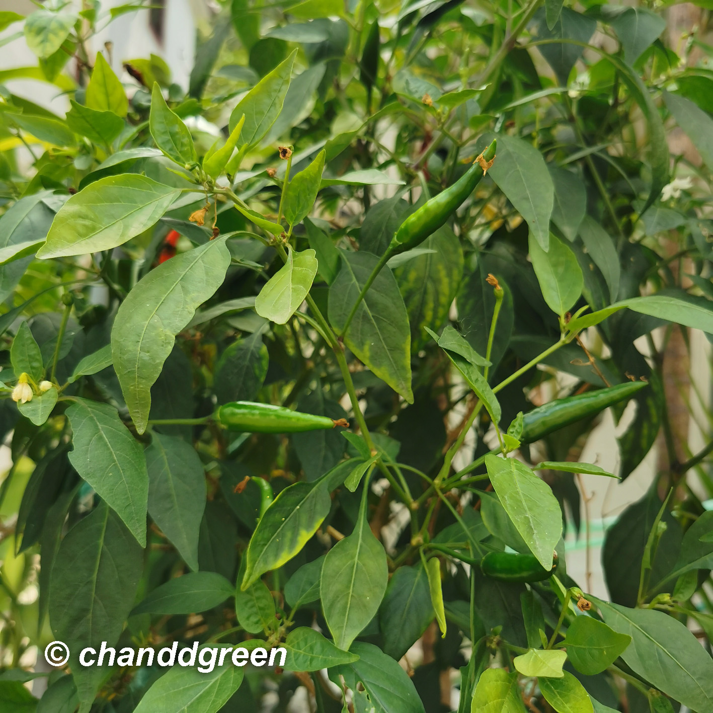 Capsicum frutescens L.