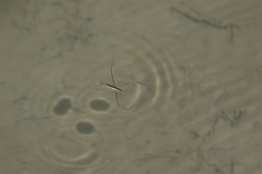 Giant Water Strider from 日本、〒205-0016 東京都羽村市羽加美 on May 3, 2021 at 09:04 ...
