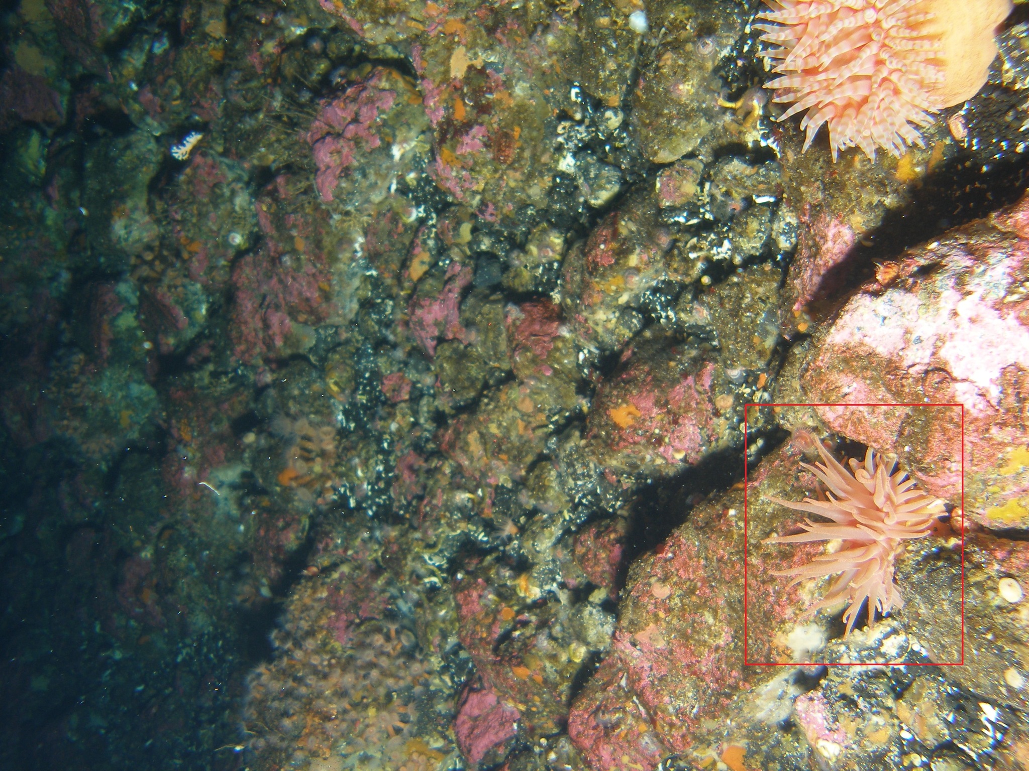 Cribrinopsis fernaldi Siebert & Spaulding, 1976