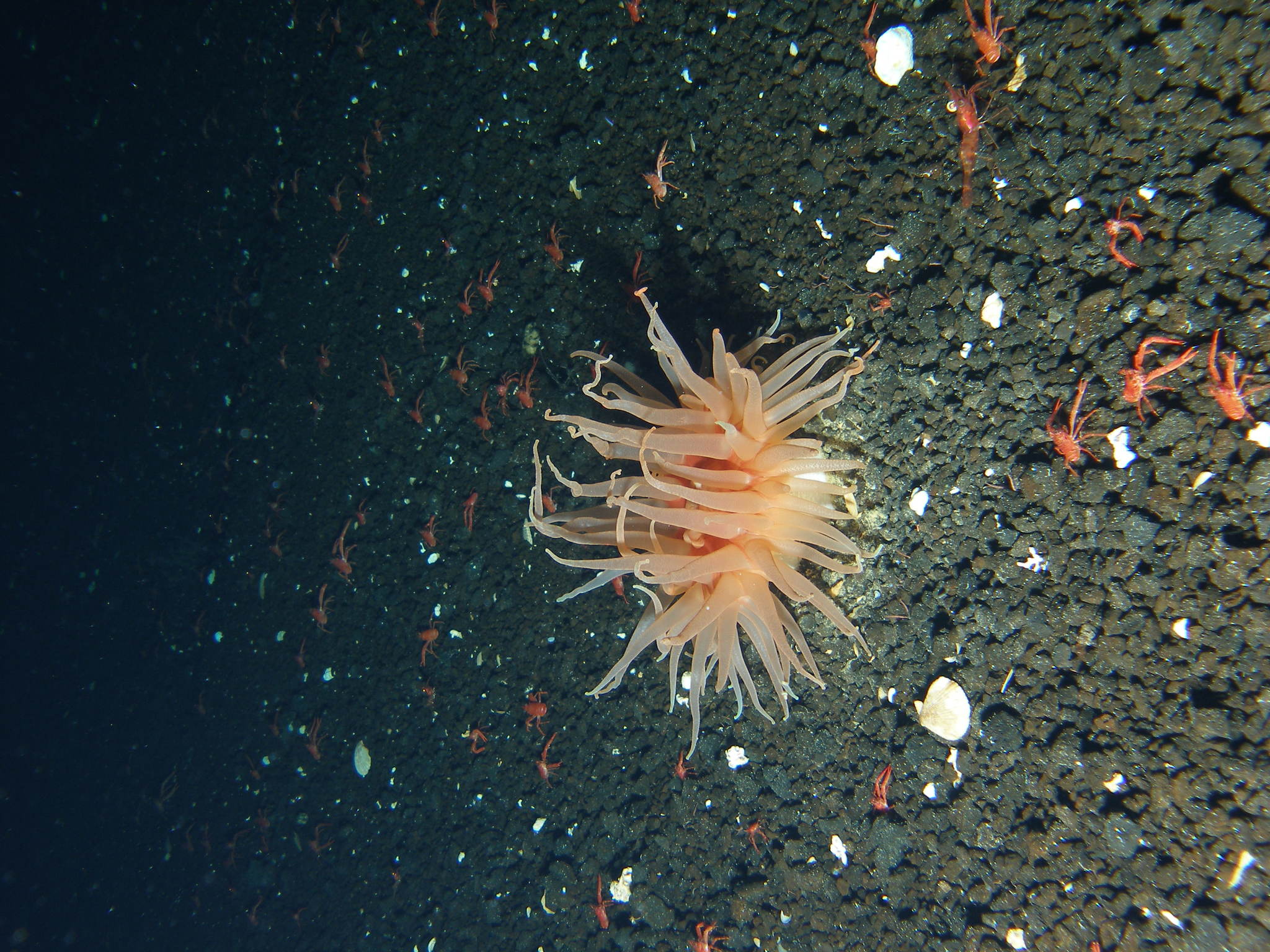 Cribrinopsis fernaldi Siebert & Spaulding, 1976