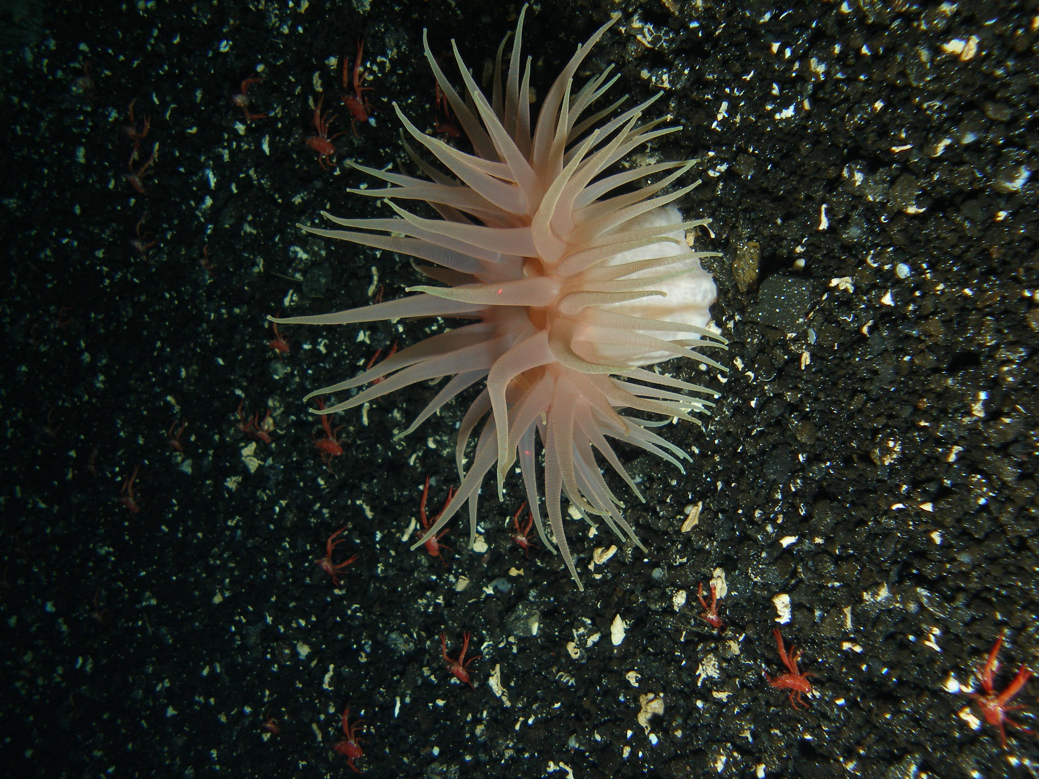 Cribrinopsis fernaldi Siebert & Spaulding, 1976