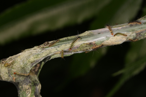 Lemyra nigricosta · NaturaLista Colombia