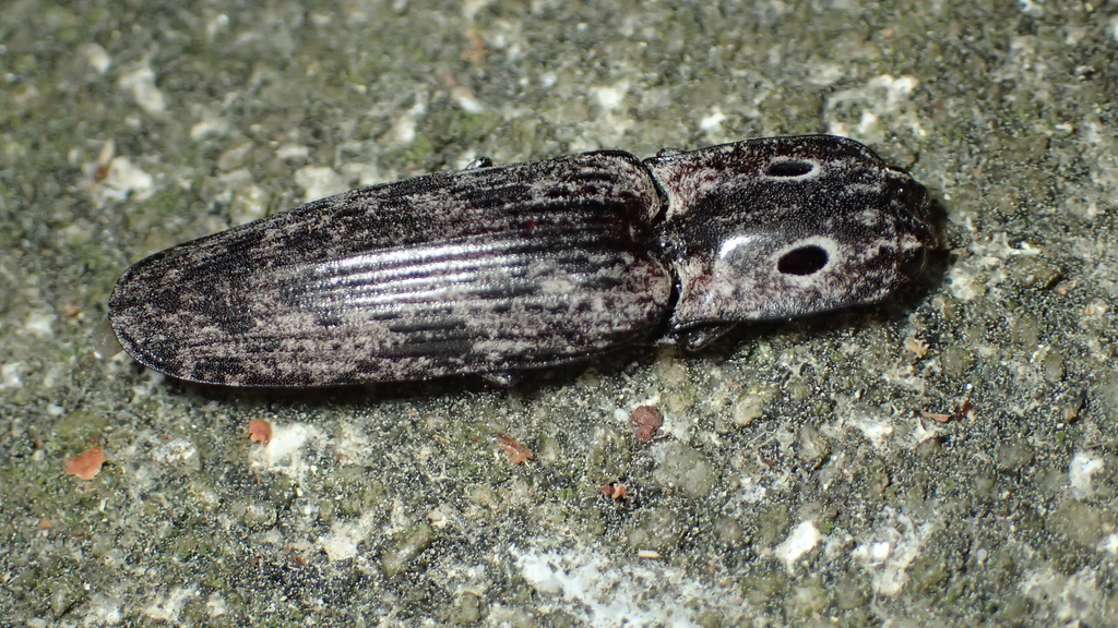 Small-eyed Click Beetle in May 2021 by Erich P. Hofmann · iNaturalist