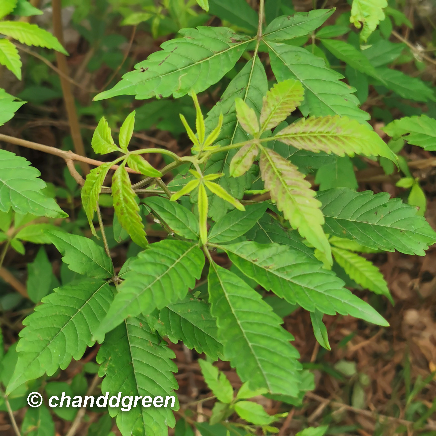 Vitex negundo var. cannabifolia (Siebold & Zucc.) Hand.-Mazz.