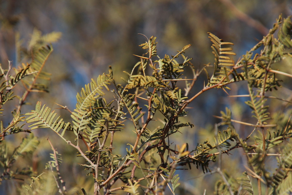 Grey Camel Thorn (Vachellia haematoxylon) - Botanical Realm