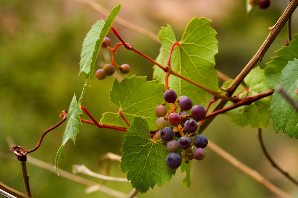 canyon wild grape (Edible Plants of Arizona) · iNaturalist