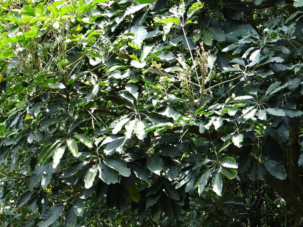 Ivy Tree from Yangmingshan, Taipei, Taipei, Taiwan on May 03, 2021 at ...