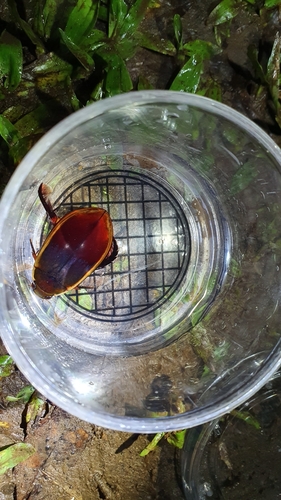 Cybister rugosus · iNaturalist