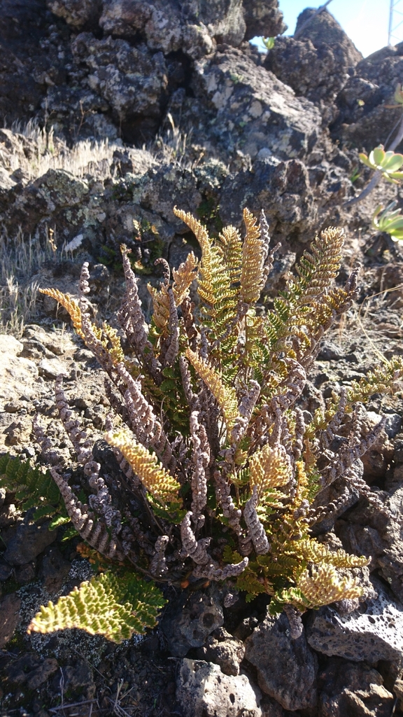 Paragymnopteris marantae subcordata (Tenerife Plants Polypodiopsida ...