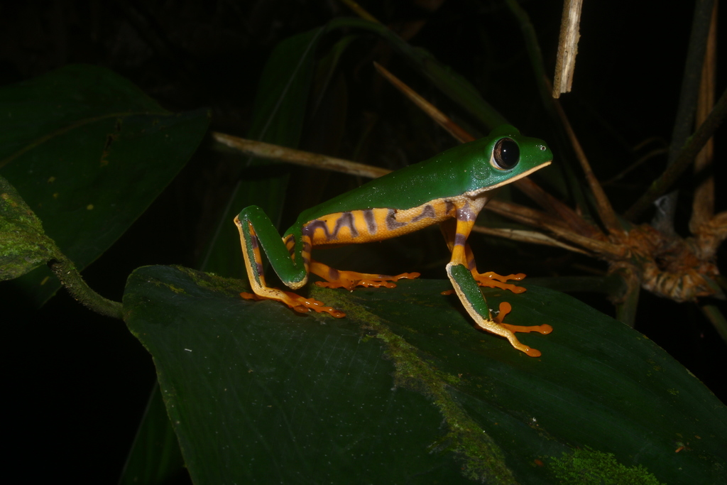 Barred Monkey Frog from Tabatinga - AM, 69640-000, Brasil on April 26 ...