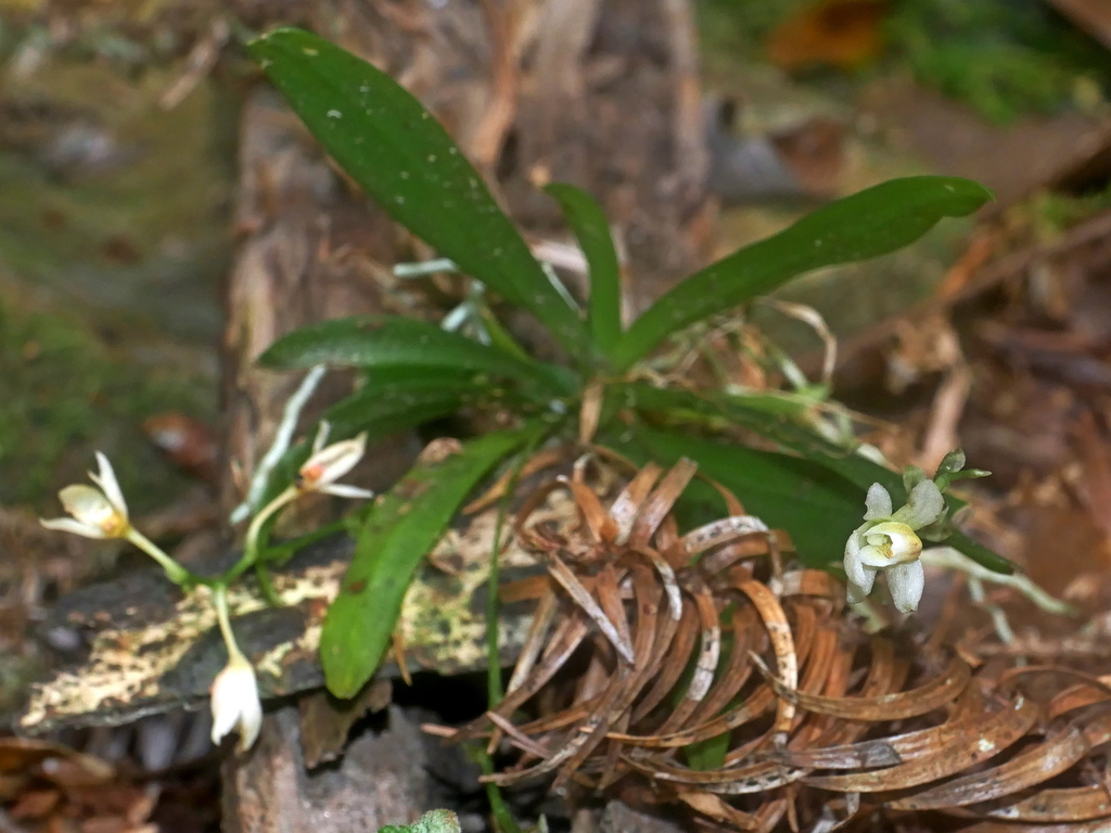 Thrixspermum saruwatarii from 台灣花蓮縣 on March 19, 2021 at 01:27 PM by ...