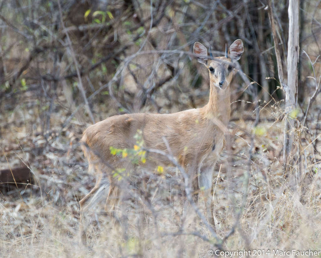 Four-horned Antelope (Tetracerus quadricornis) - Know Your Mammals