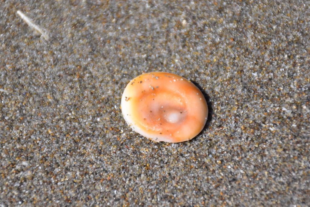 Rough Star Shell from Lido (Venezia), Italia on May 03, 2021 at 01:32 ...